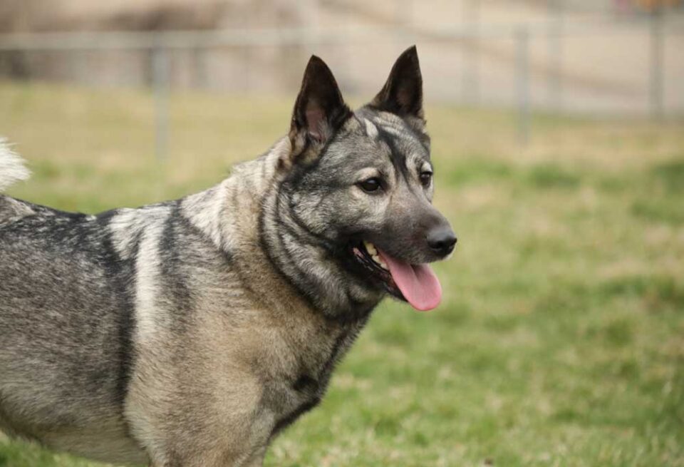 Worst Shedding Dog Breeds - PatchPuppy.com