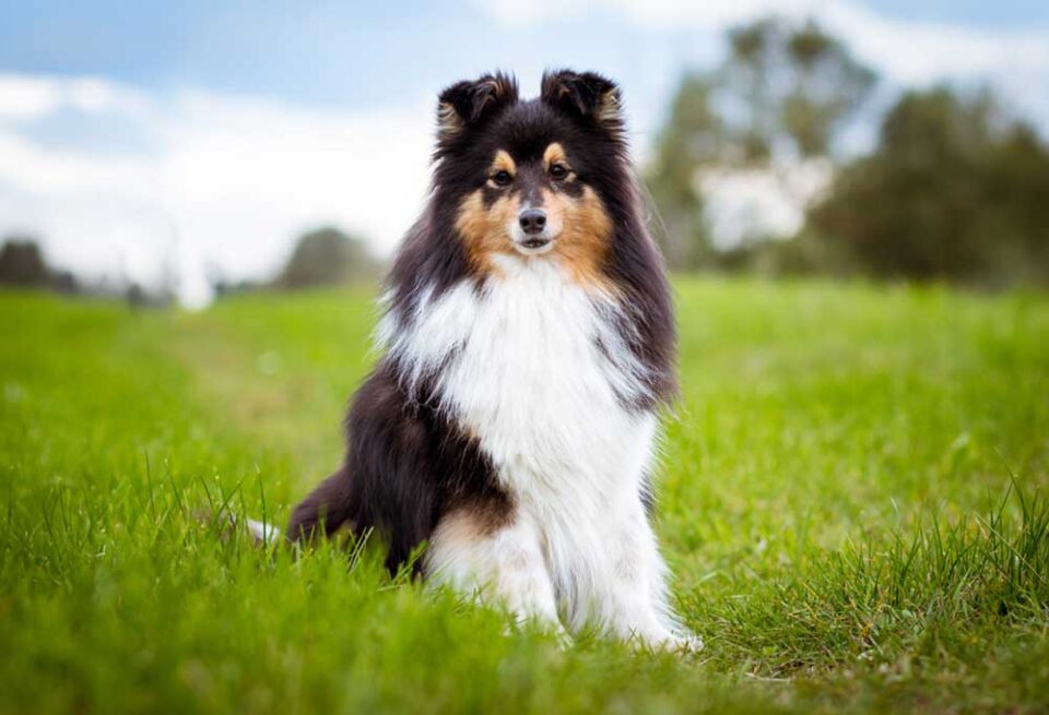 Worst Shedding Dog Breeds - PatchPuppy.com