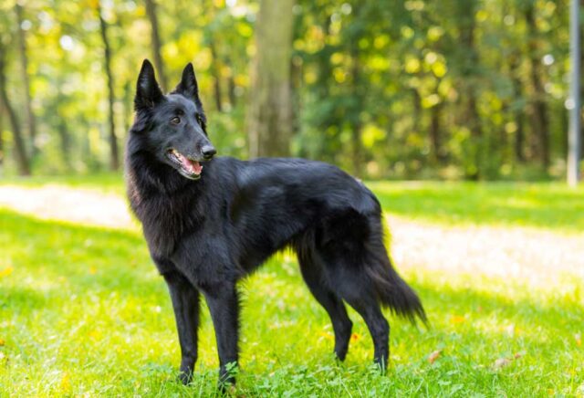 Worst Shedding Dog Breeds - PatchPuppy.com