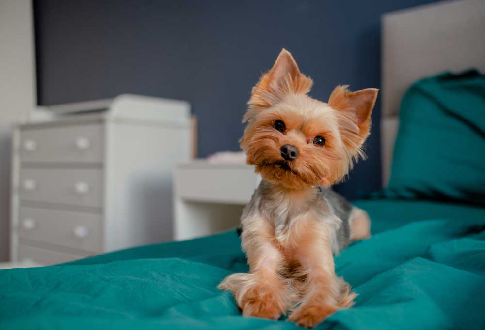 How To Do A Teddy Bear Cut On A Yorkie PatchPuppy