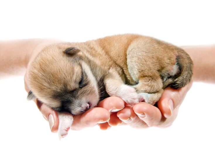 How To Cut The Umbilical Cord On A Puppy PatchPuppy how-to-cut-the-umbilical-cord-on-a-puppy-patchpuppy