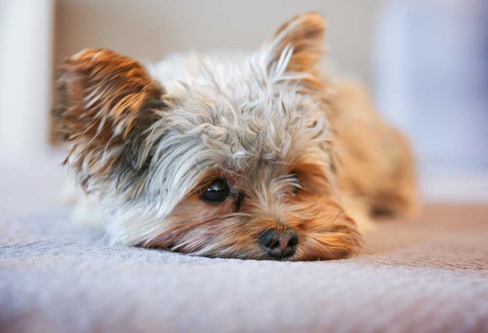 Life Expectancy For A Yorkie PatchPuppy Life Expectancy For A Yorkie PatchPuppy