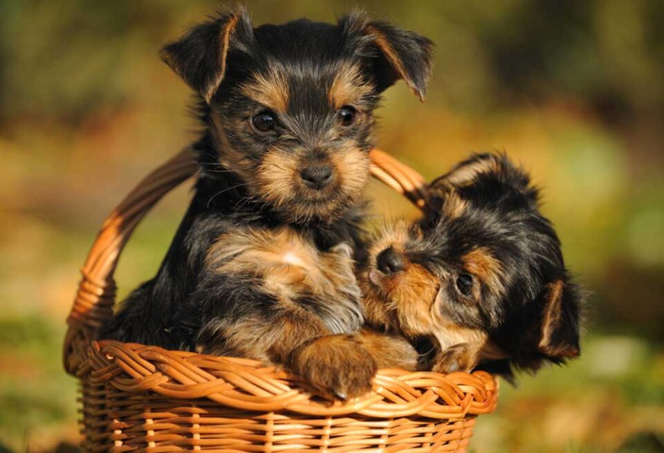 Exotic Yorkie Names - PatchPuppy.com