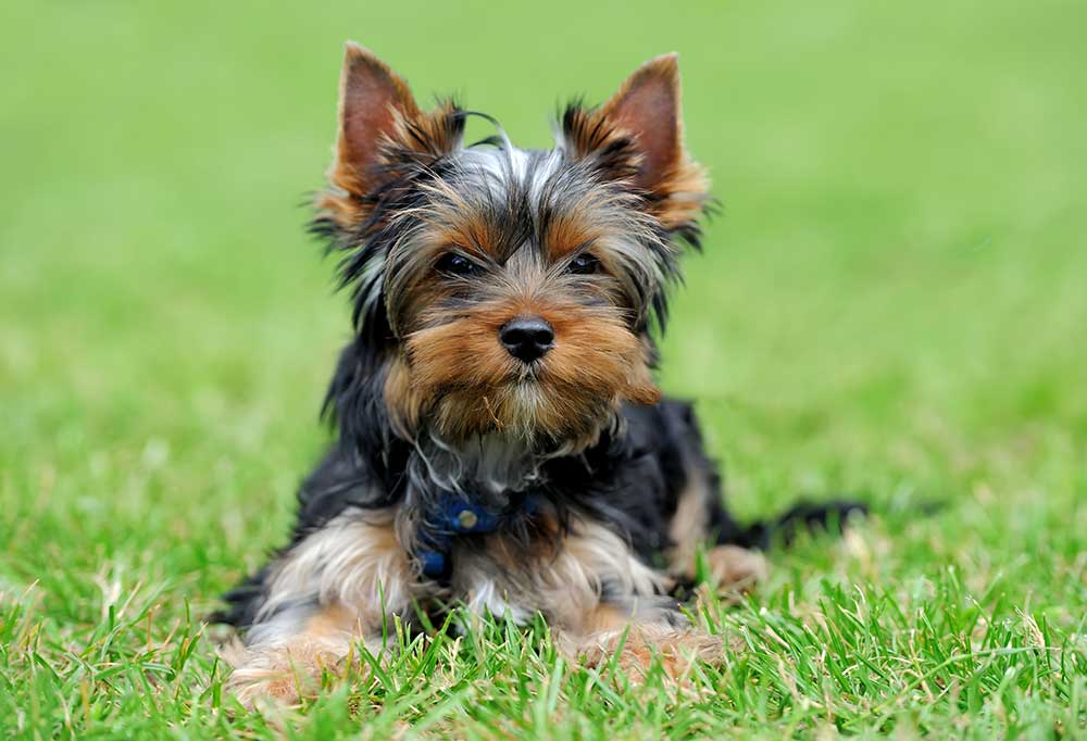 How To Train A Yorkie Puppy PatchPuppy