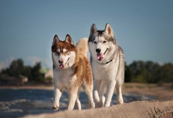 What Temperature Is Too Hot for A Husky? - PatchPuppy.com