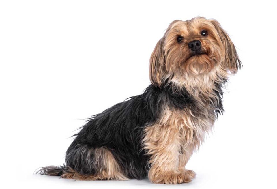 What is the Oldest Yorkie on Record? - PatchPuppy.com