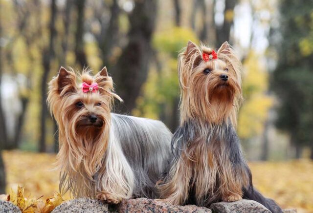 What is the Oldest Yorkie on Record? - PatchPuppy.com