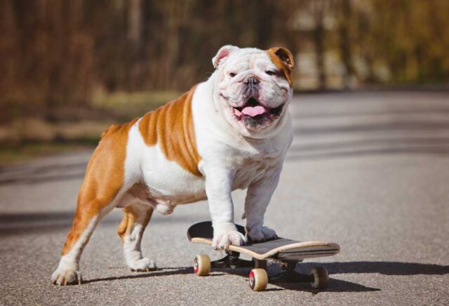 Bulldog Vs. Pug - PatchPuppy.com