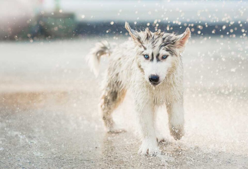 What Temperature Is Too Hot for A Husky? - PatchPuppy.com