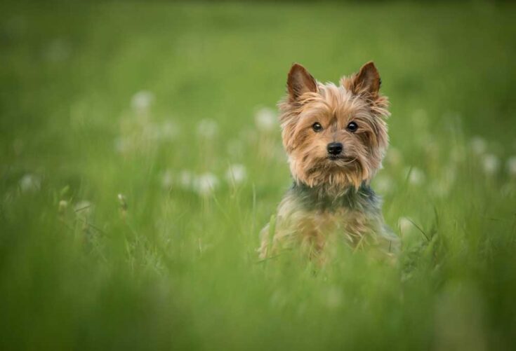 Life Expectancy for a Yorkie - PatchPuppy.com