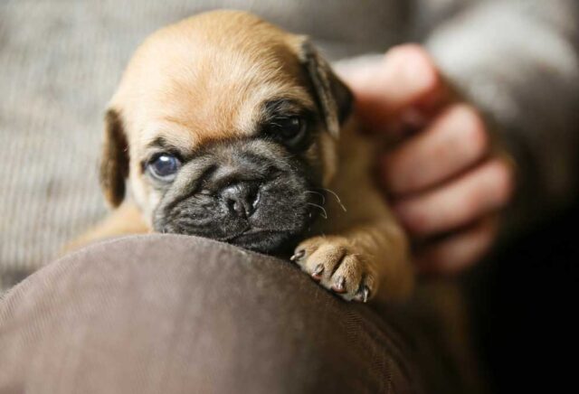 How Much are Pug Puppies? - PatchPuppy.com