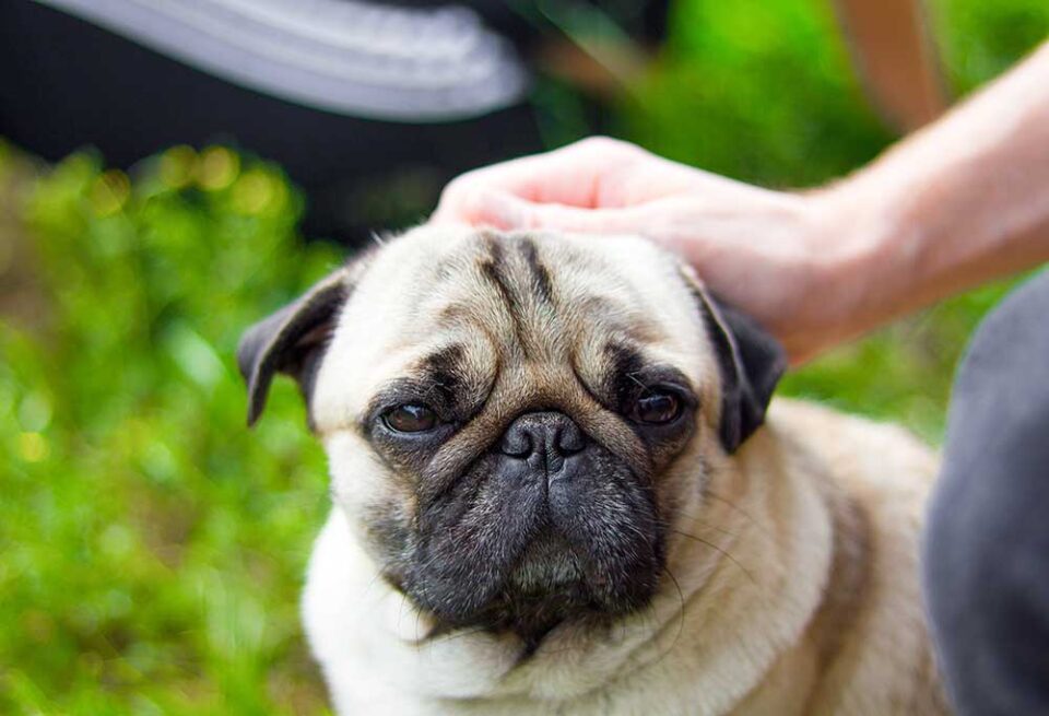 History of the Pug - PatchPuppy.com