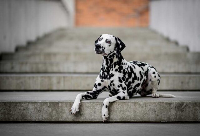 What Do Dalmatians Look Like? - PatchPuppy.com