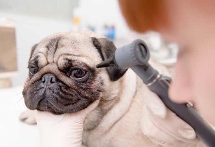 Do Pug Eyes Fall Out? - PatchPuppy.com