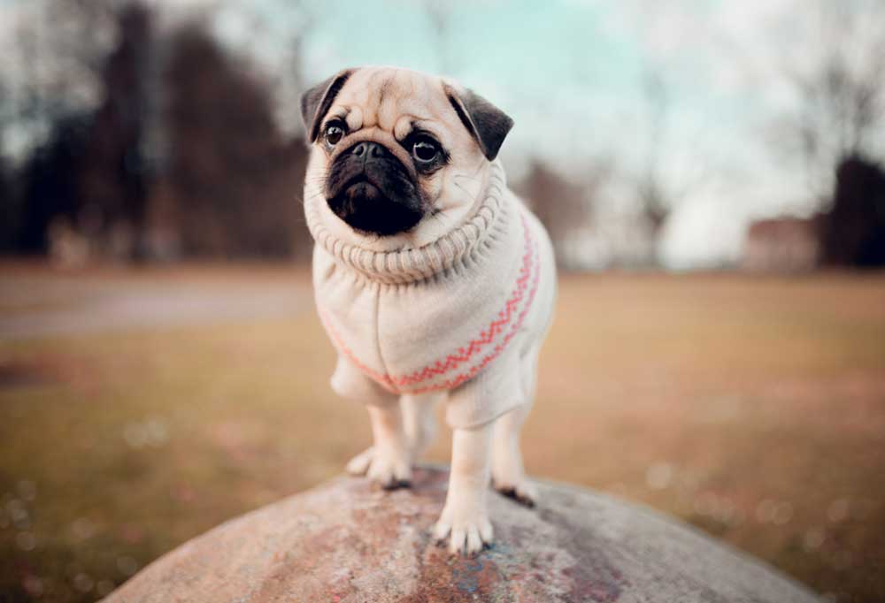 Girl Pug Names PatchPuppy