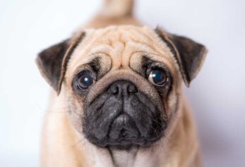 History of the Pug - PatchPuppy.com