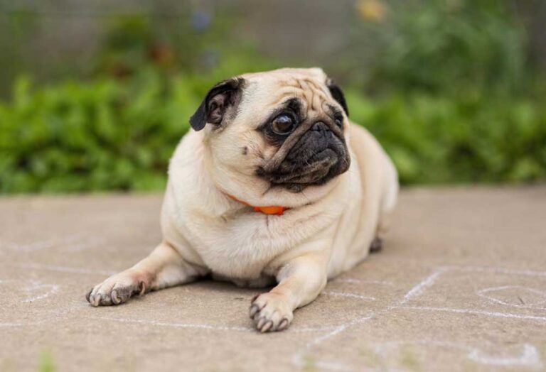Pug Vs. Puggle - PatchPuppy.com