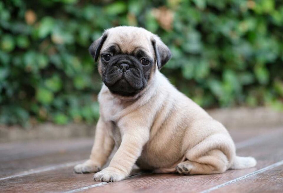 Why Do Pugs have Short Snouts? - PatchPuppy.com