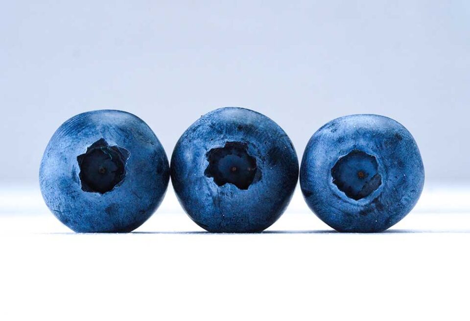 Can Pugs Eat Blueberries? - PatchPuppy.com