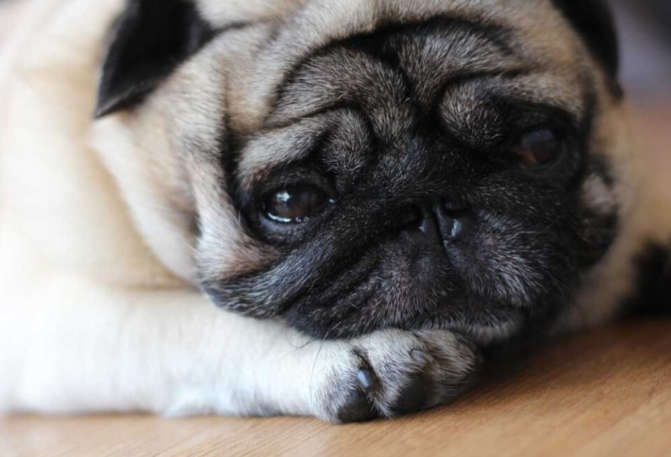 Why Do Pugs have Short Snouts? - PatchPuppy.com