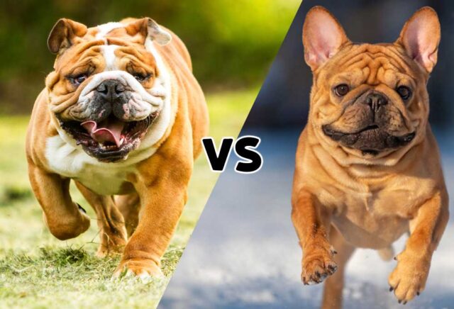 English vs. French Bulldog - PatchPuppy.com
