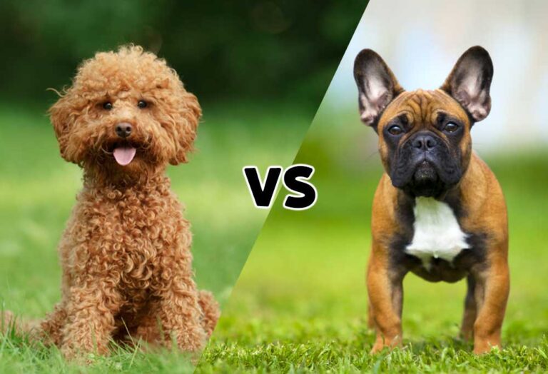 Frenchie vs. Poodle - PatchPuppy.com