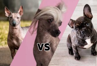 Frenchie vs. Yoda - PatchPuppy.com
