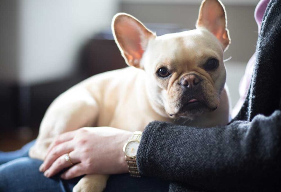 Why Does My Frenchie Fart So Much? - PatchPuppy.com