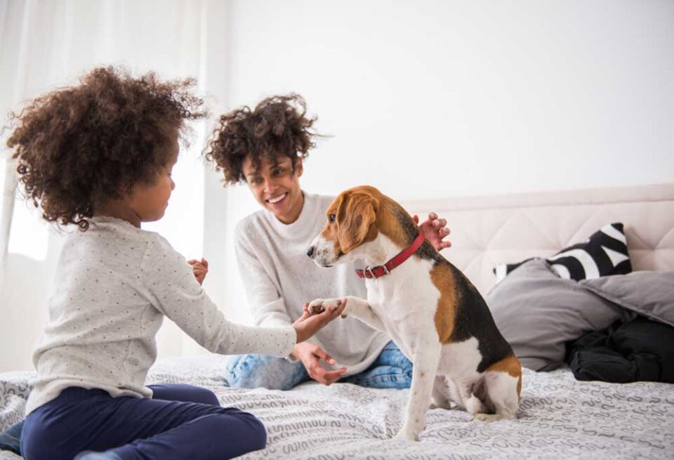 Are Beagles Good for First Time Owners? - PatchPuppy.com