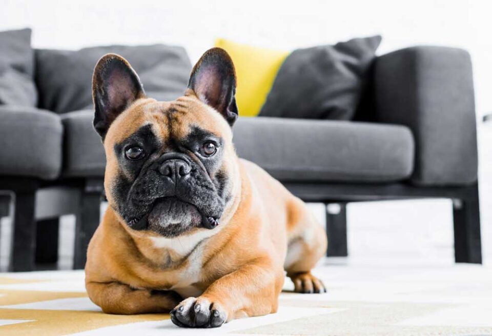 What are Frenchie Dogs? - PatchPuppy.com