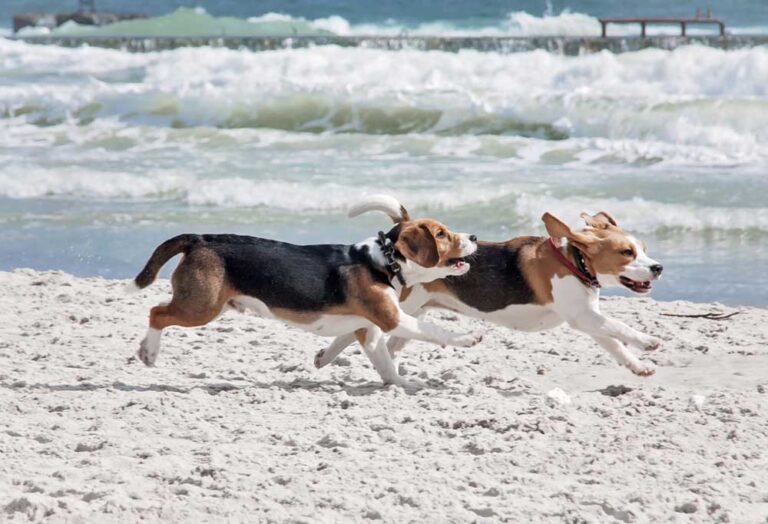 How Fast can a Beagle Run? - PatchPuppy.com