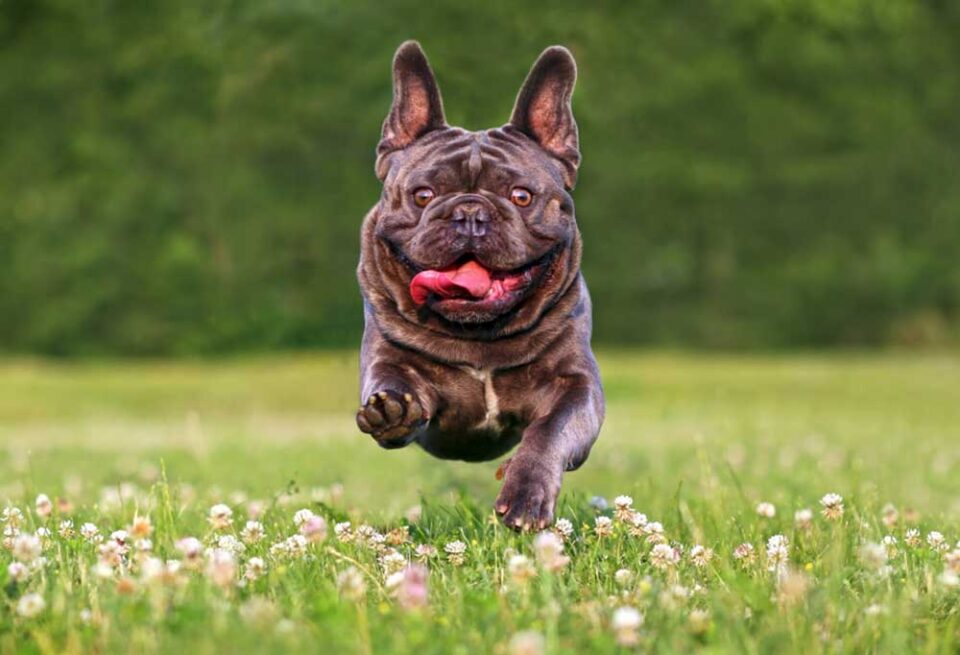 Frenchie vs. French Bulldog - PatchPuppy.com