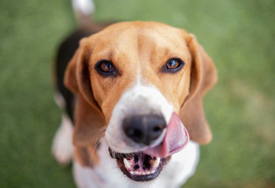 Do Beagles Make Good Pets? - PatchPuppy.com