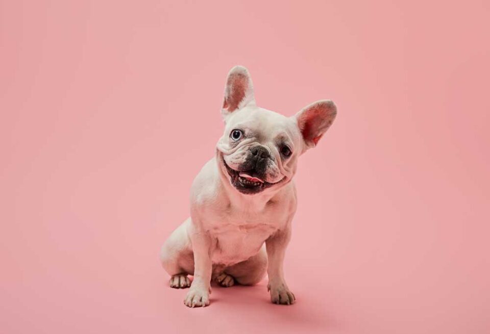 Mini Frenchie vs. Frenchie - PatchPuppy.com