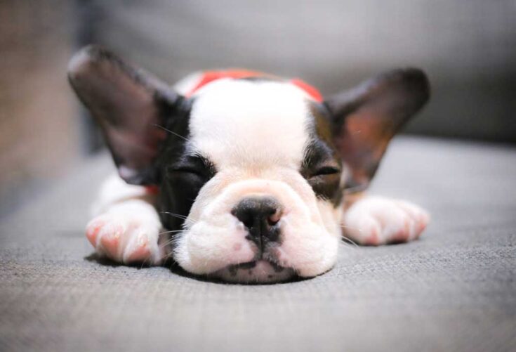 Frenchie vs. Frenchton - PatchPuppy.com