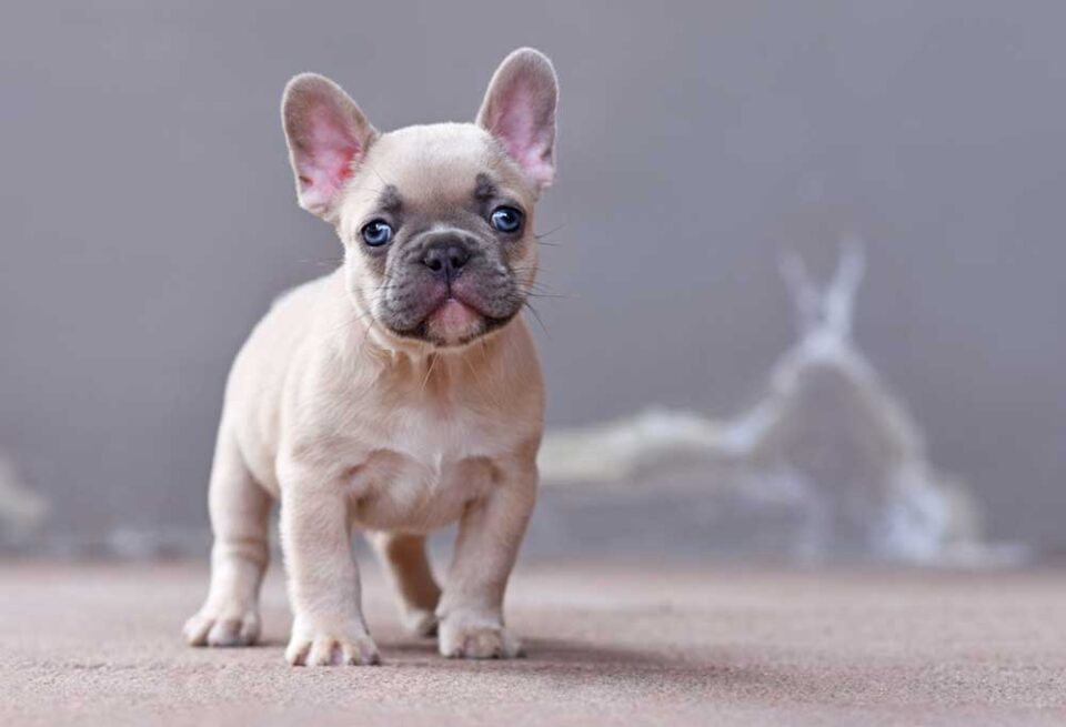 Mini Frenchie vs. Frenchie - PatchPuppy.com