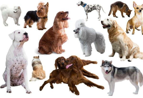 Is There a Specific Time of Year When Dogs Shed More? - PatchPuppy.com