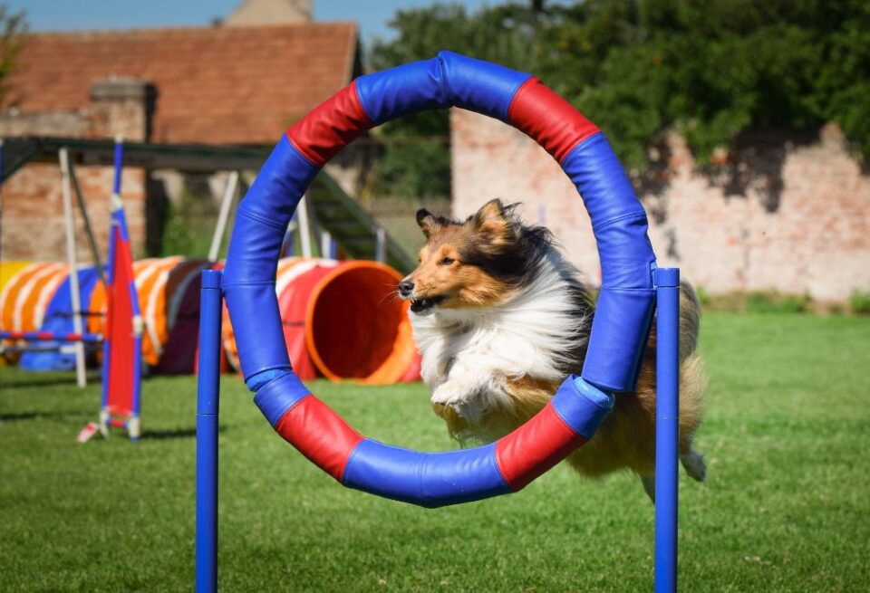 How Toys Benefit Your Sheltie's Well-being - PatchPuppy.com